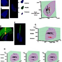 Histological reconstruction of mouse LGN in 3D, with the locations of ...