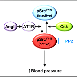 The working model of blood pressure regulation by Csk and Angiotensin ...