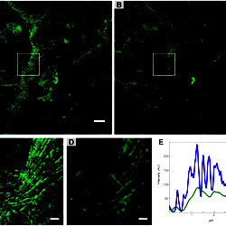 Image of the surface of intact skin.