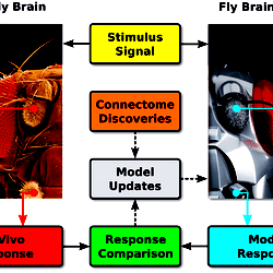 In vivo validation is essential to the development of accurate fly ...
