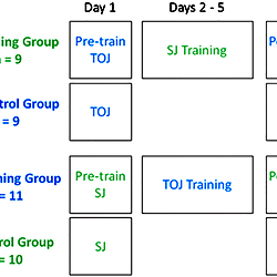 Daily schedule for the training-transfer experiment.