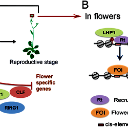 Working model for specific regulation of plant development by PcG ...