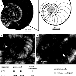 Early ontogenetic internal shell development and measurements of ...