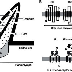 Details of chemoreception.
