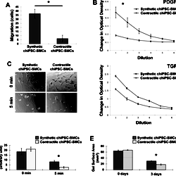 hiPSC-SMC functional assessments.
