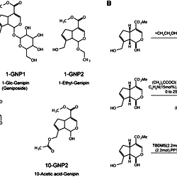Chemical structures of the GNP derivatives and the reactions used to ...