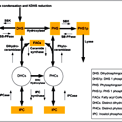 Pathway of ceramide biosynthesis in simplified representation.