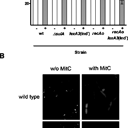 SOS System Induction Inhibits the Assembly of Chemoreceptor Signaling ...