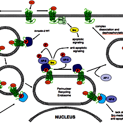 Model of FPR-mediated signaling, trafficking and apoptosis.