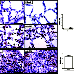 Representative immunohistochemistry photomicrographs and quantification ...