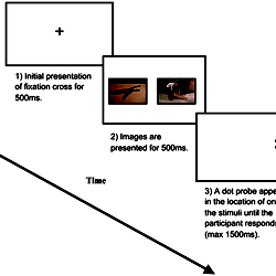An example of the three stages of the dot probe task in the neutral ...