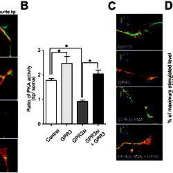 The local PKA activity was modulated by the expression of GPR3 in the CGNs.