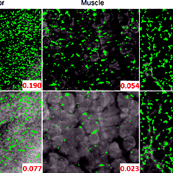 Segmented tissue images using the finalized MSER parameters.