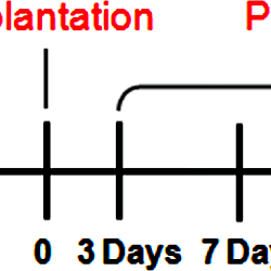 Experimental timeline.