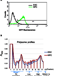 Polysome profiling of ESCs and NPCs.