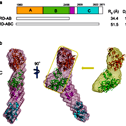 SAXS analysis of DPCT.