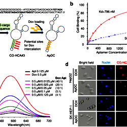 Formation of HCA#3 ApDC.