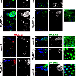 Zfrp8 regulates cytoplasmic levels of RpS2, RpS11 and RpS13 in somatic ...