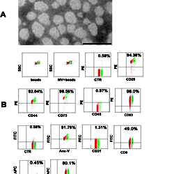 Identification of MSC-MVs with electron microscopy (A) and flow ...
