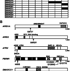 Somatic mutations of genes encoding the components of the SWI/SNF ...