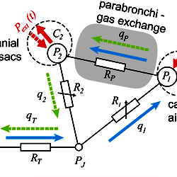 Schematic model of the avian respiratory system.