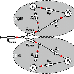 Schematic of the full avian model including left and right sides of the ...