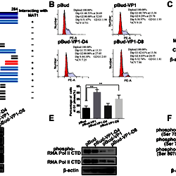 Mapping the minimum domain of VP1 interaction with MAT1.