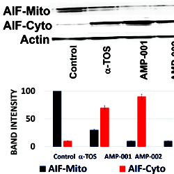 “Treatment with AMP-001/002 causes release of mitochondrial AIF-1 (Mito ...