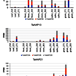 The expression patterns of TaAAP2, TaAAP13, and TaAAP21 in wheat organs ...
