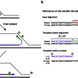 Diagrammatic representation of a short-range template switch and an ...