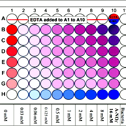 Illustration of the FIC checkerboard scheme, 96-well plate set up.