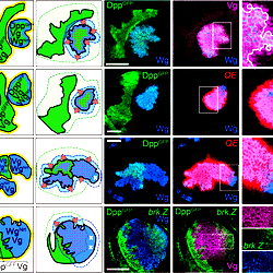 Vg autoregulation required to recruit pre-wing cells into the wing ...