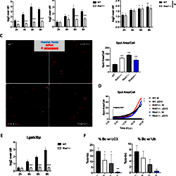 ISGs play a critical role in the transition to autophagy during ...