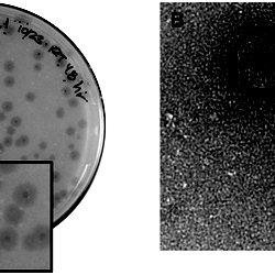 BlueFeather is a siphovirus.