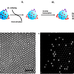 Nanoreactor bead workflow.