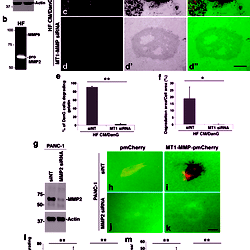 Depletion of MT1-MMP in DanG cells disrupts matrix degradation.