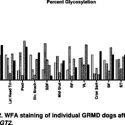 WFA staining of individual GRMD dogs after treatment with rAAVh74.MHCK7 ...