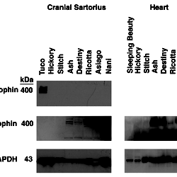 Western blot analysis of protein expression for utrophin after ...