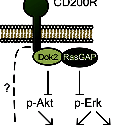 Overview of the CD200R signaling pathway.