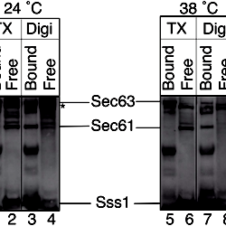 The Sec complex remains stable in the absence of Sbh1.
