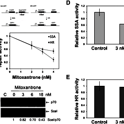 RAD52 inhibitor mitoxantrone selectively suppresses SSA.