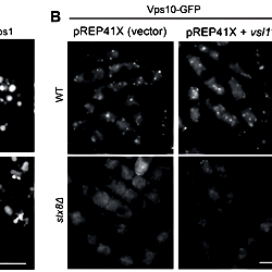 Analysis of the functional relationship between Stx8 and Vsl1.
