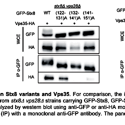 Coimmunoprecipitation between Stx8 variants and Vps35.