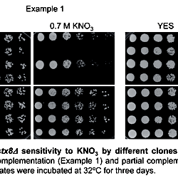 Complementation of stx8Δ sensitivity to KNO3 by different clones of the ...