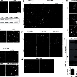 Stx8 is required for the morphology and functionality of the ...
