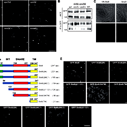 Requirements for Stx8 recycling from the prevacuolar endosome (PVE) by ...