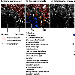 Different levels of detail for image annotations.