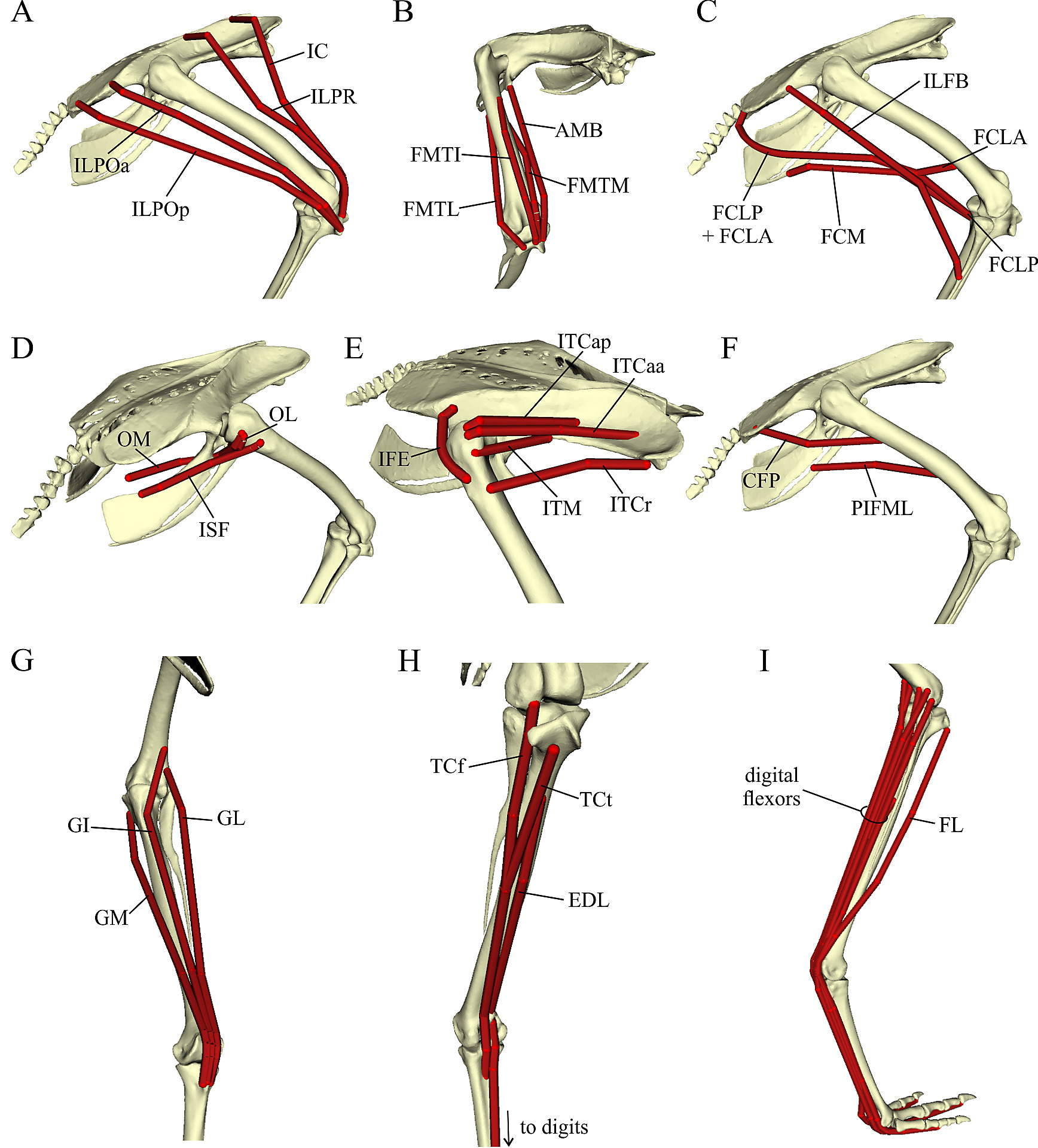 Bird Muscular System