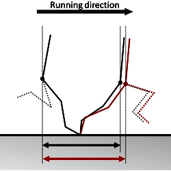 Schematic illustration of the body at touchdown and toe-off (modified ...