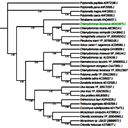 Phylogenetic tree based on mitochondrial cox1 gene sequence inferred by using Maximum Likelihood ...